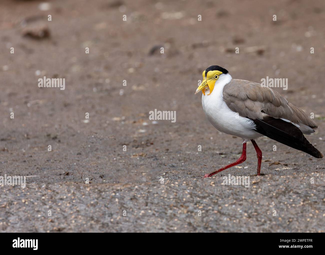 Striking Masked Lapwing, Vanellus miles, roaming the Australian ...