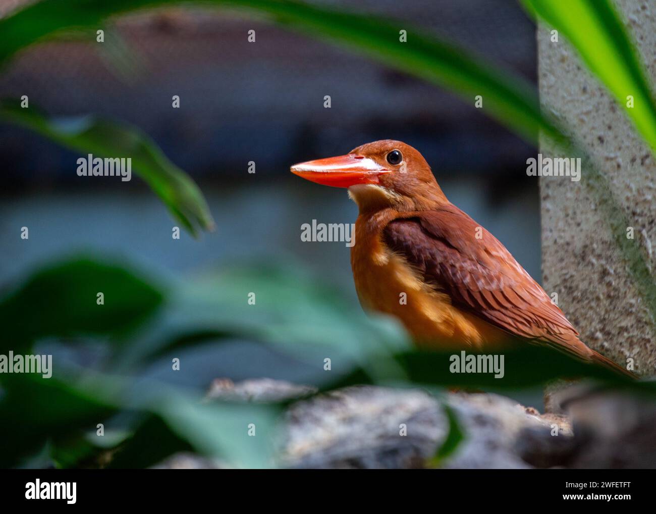 Exquisite Ruddy Kingfisher, Halcyon coromanda, brightening the ...