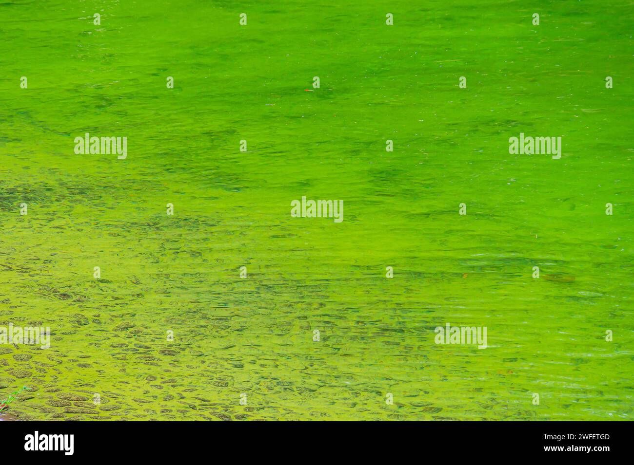 green river water caused by microalgae growth. microorganisms in a pond ...