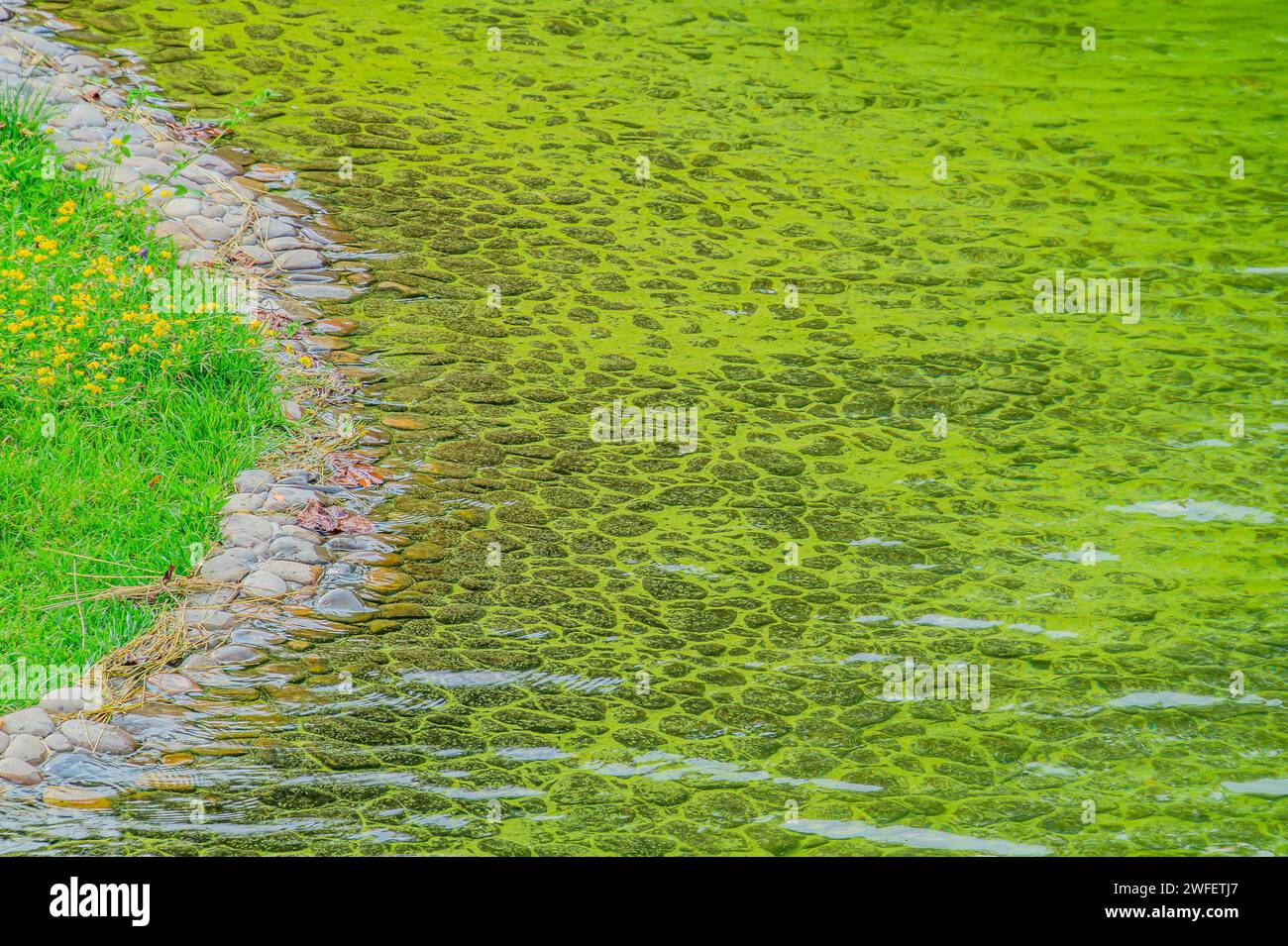 green river water caused by microalgae growth. microorganisms in a pond ...