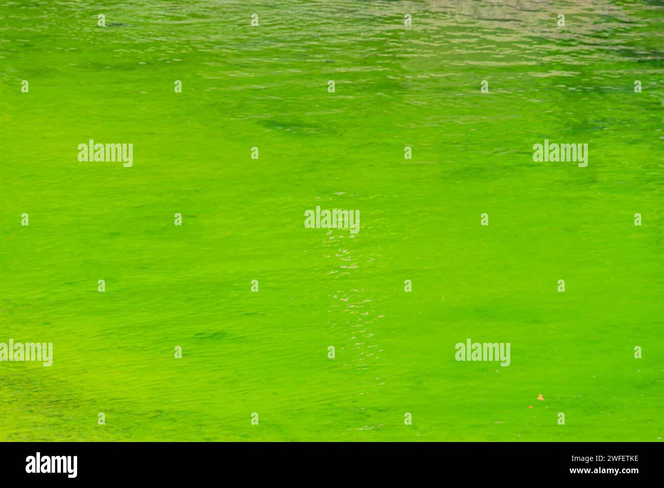 green river water caused by microalgae growth. microorganisms in a pond ...