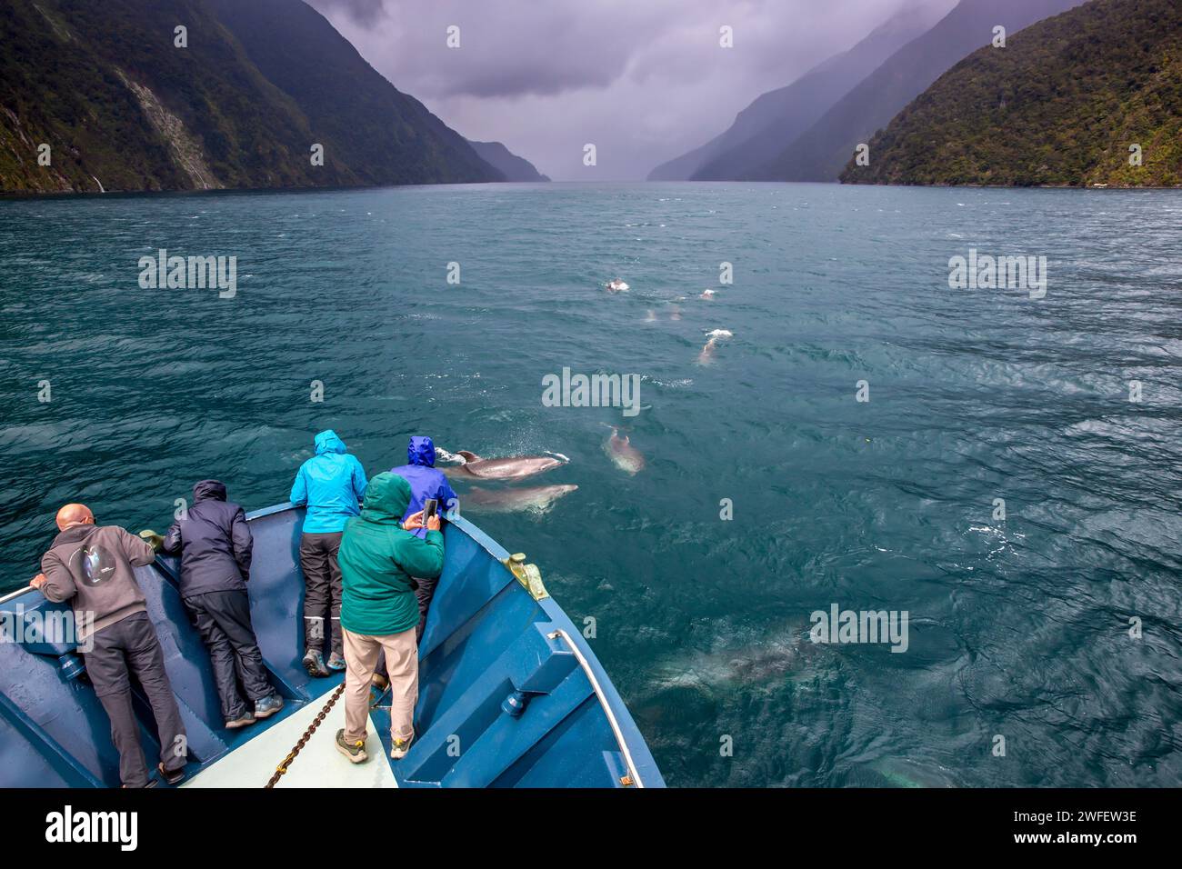 A pod of Terehu / Bottlenose Dolphins swimming toward a Fiordland ...