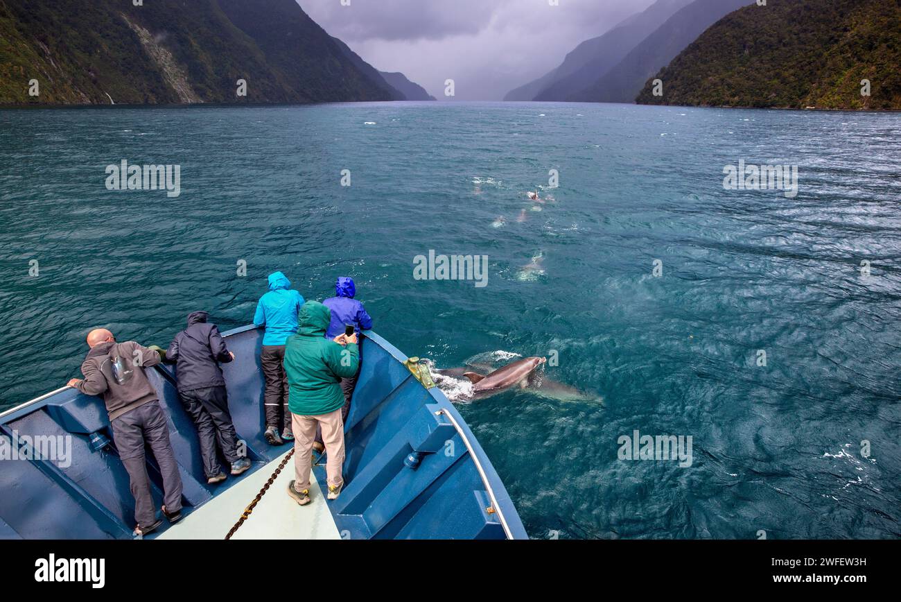 A pod of Terehu / Bottlenose Dolphins swimming toward a Fiordland ...