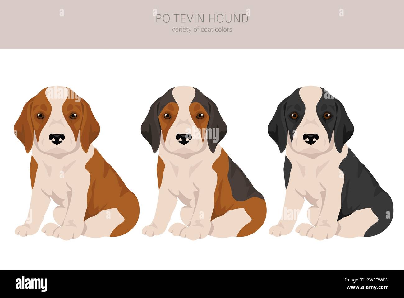 Poitevin Hound puppy clipart. All coat colors set. All dog breeds ...