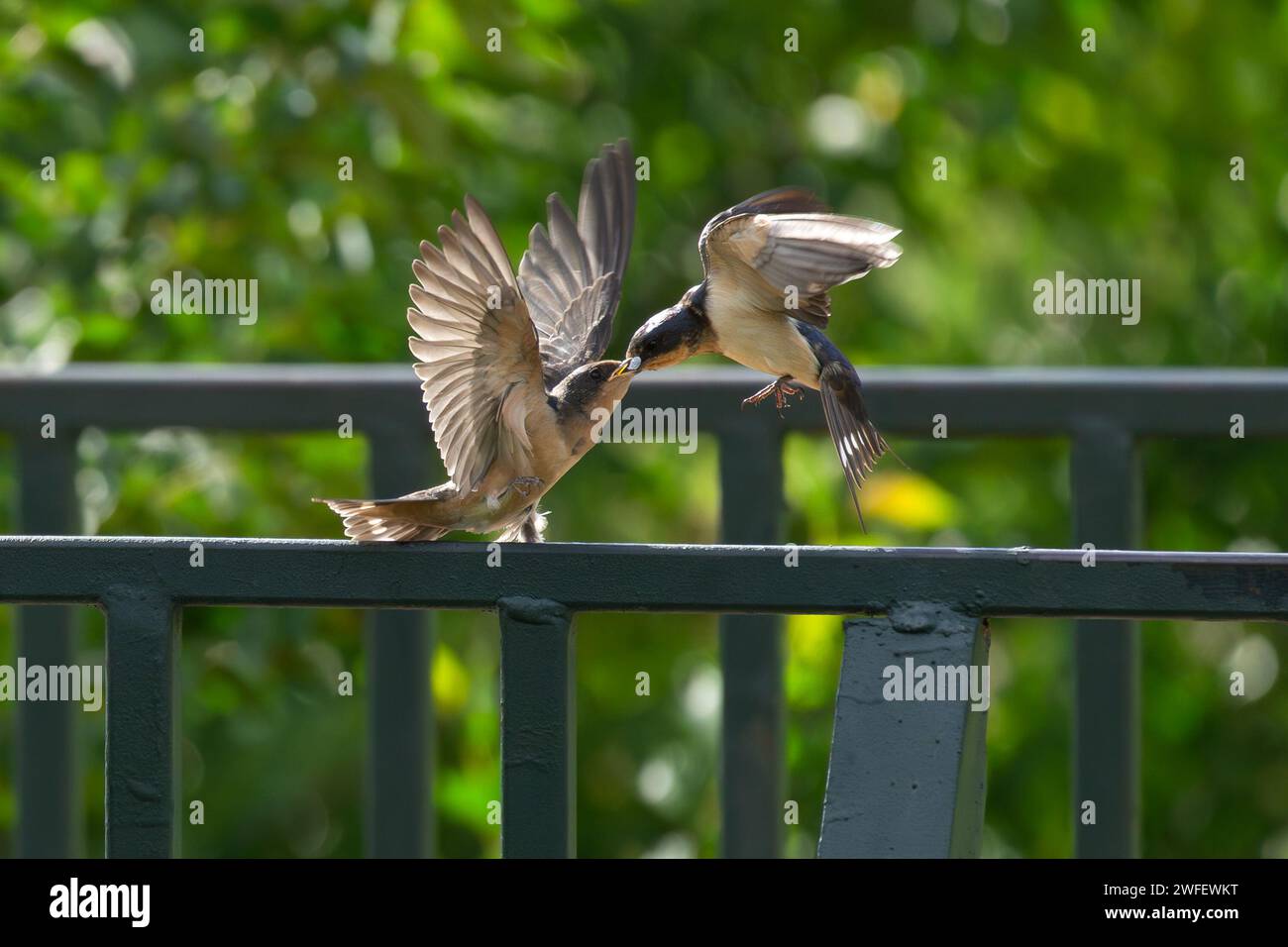 Wrought iron railing and birds hi-res stock photography and images - Alamy