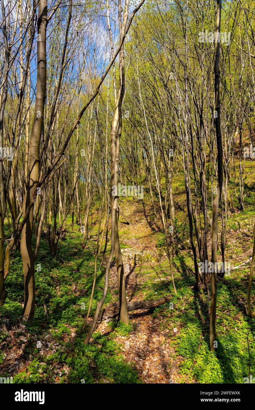 Spring forest thicket in Bedkowska Valley nature park and reserve along ...