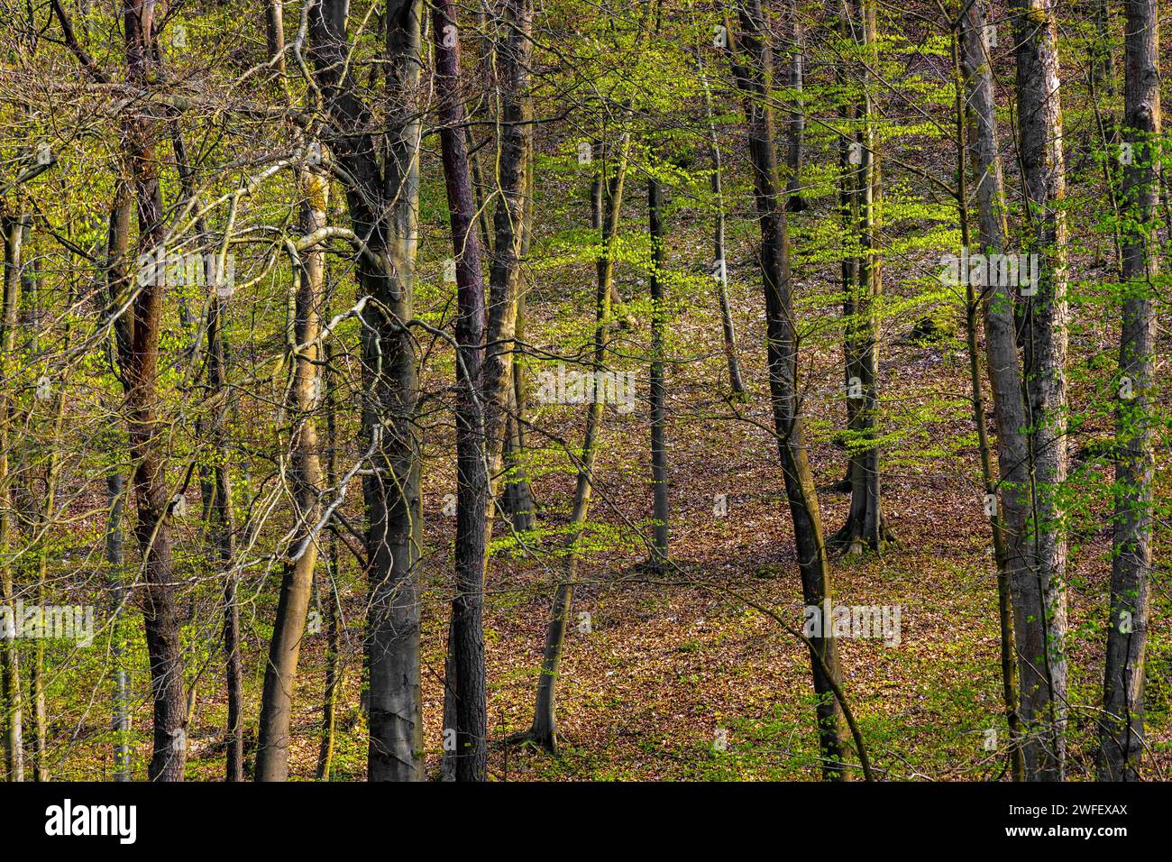 Spring forest thicket in Bedkowska Valley nature park and reserve along ...