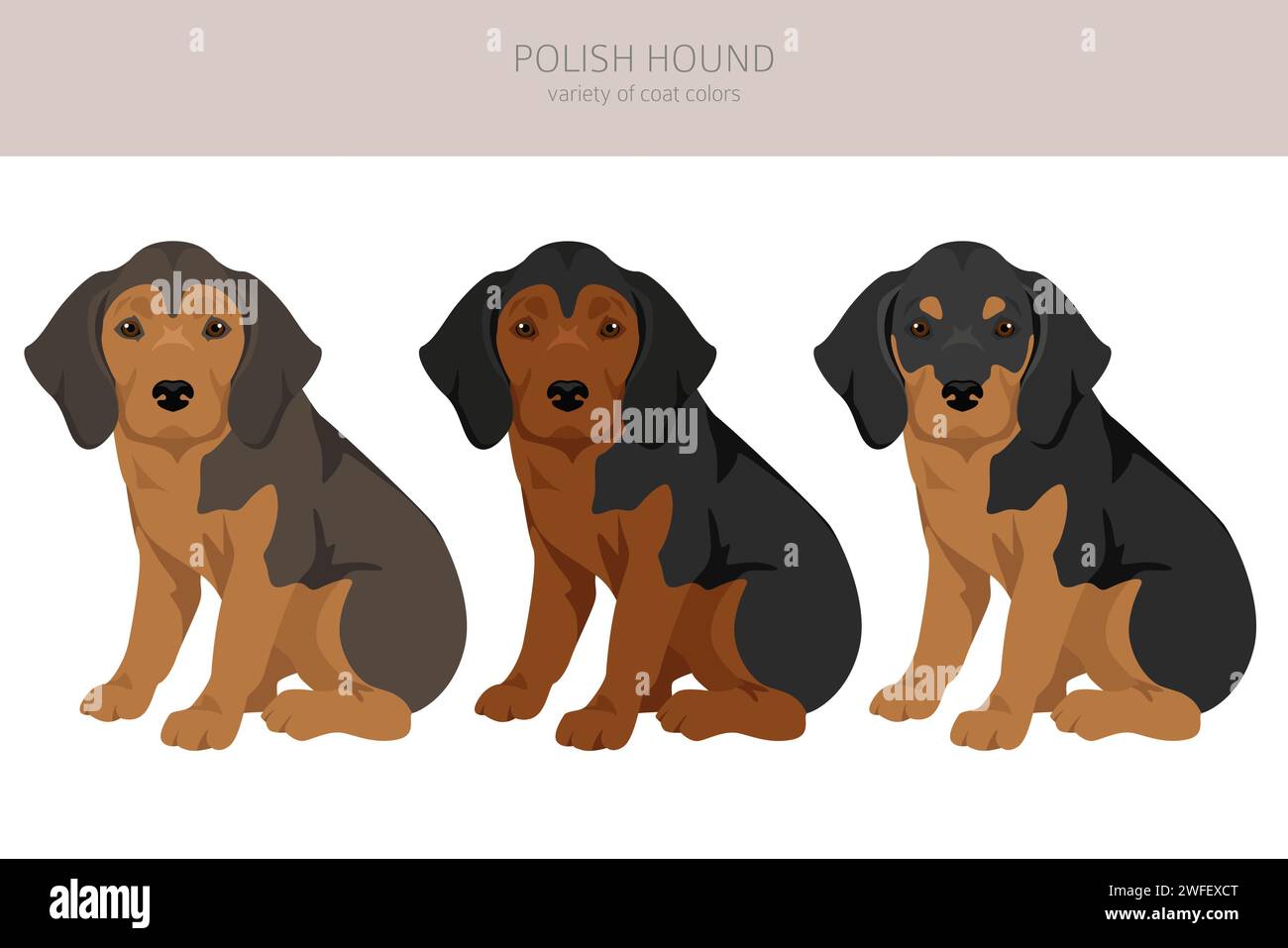 Polish Hound puppy clipart. All coat colors set. All dog breeds ...
