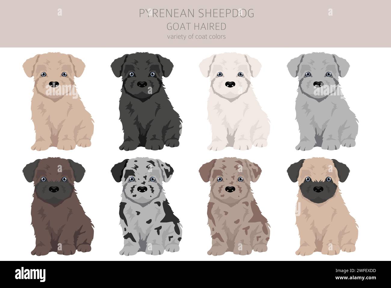 Pyrenean sheepdog, goat haired puppy clipart. Different poses, coat ...