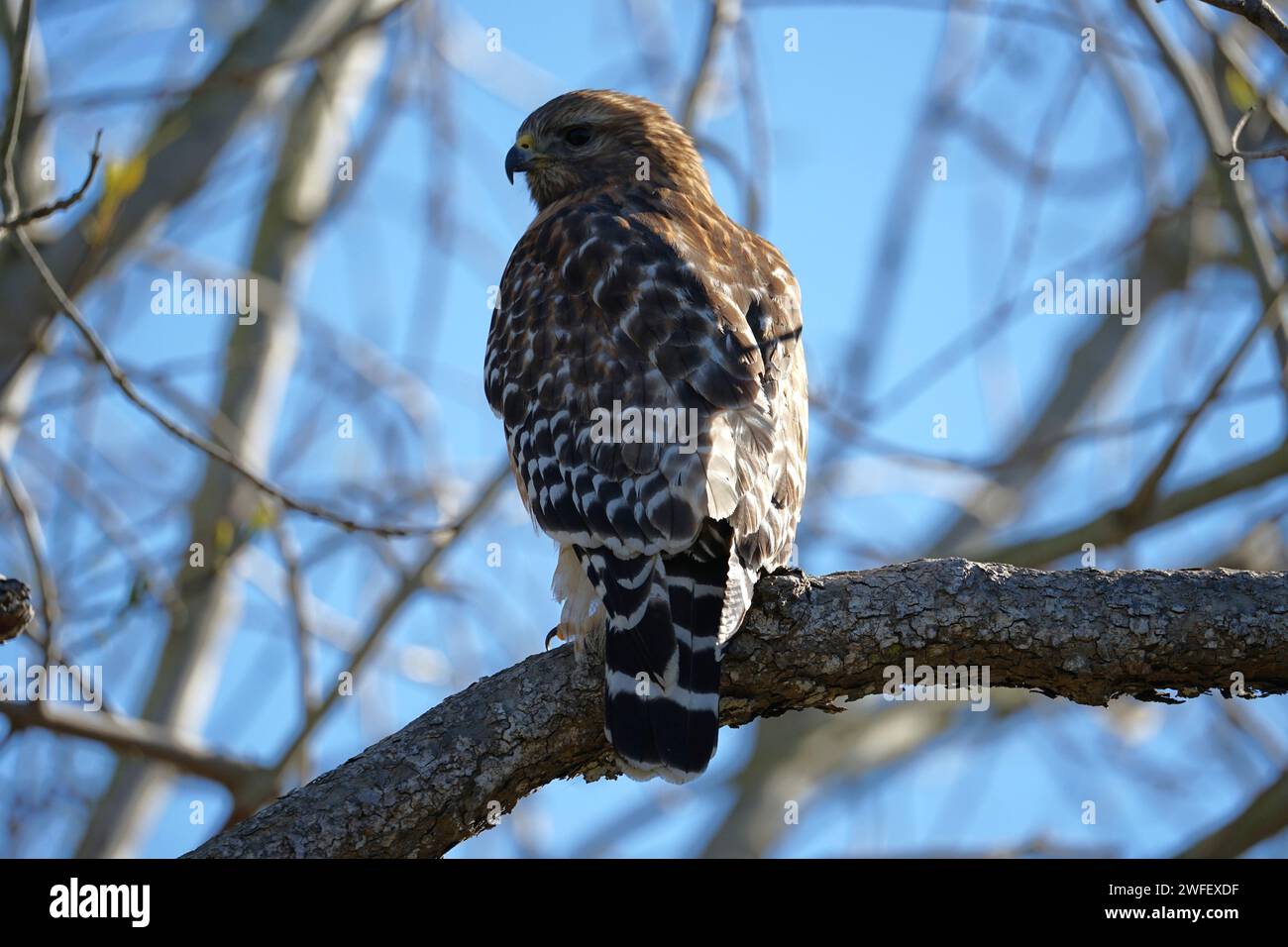 Detailed features of hawk hi-res stock photography and images - Alamy
