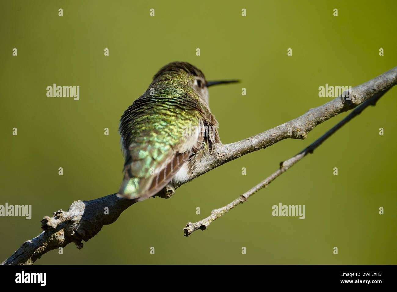 Iridescent hummingbirds hi-res stock photography and images - Alamy