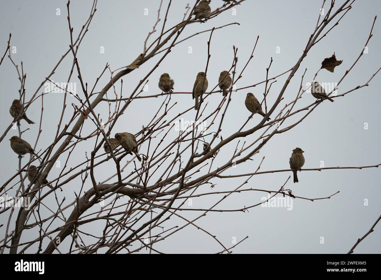 Birds perched on branches tree hi-res stock photography and images - Alamy