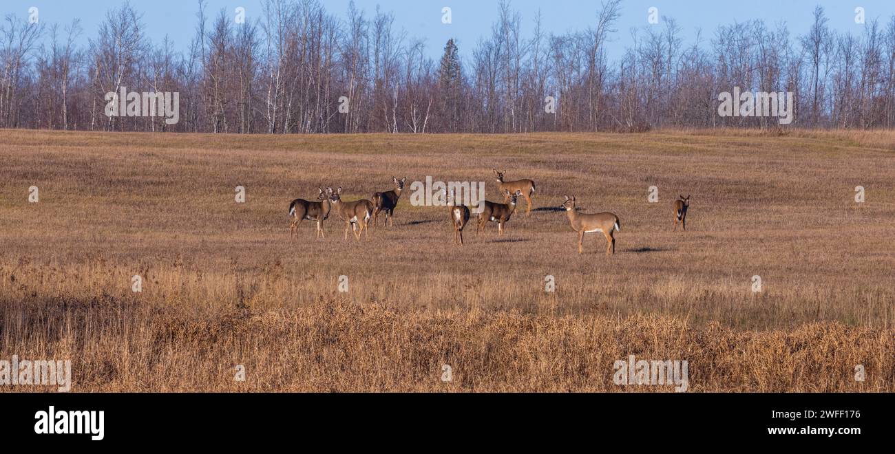 Whitetails in a northern Wisconsin hayfield on a November afternoon ...