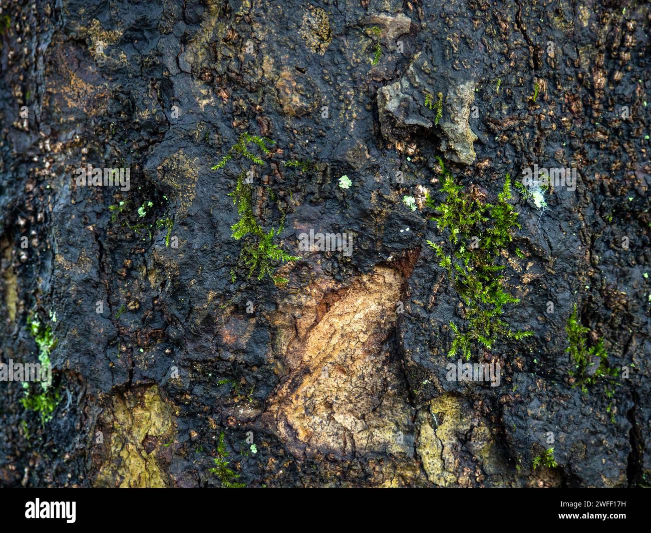 Wet tree bark hi-res stock photography and images - Alamy