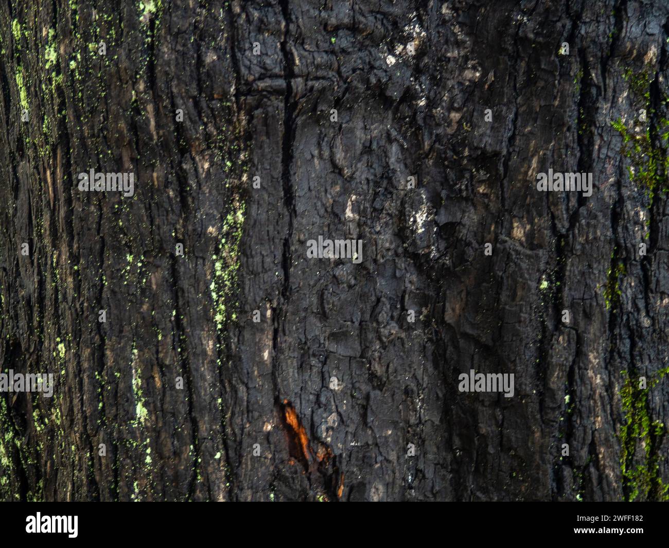 Background from wet tree bark. Dark bark. Uneven natural background ...