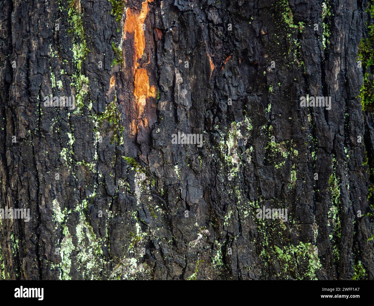Background from wet tree bark. Dark bark. Uneven natural background ...