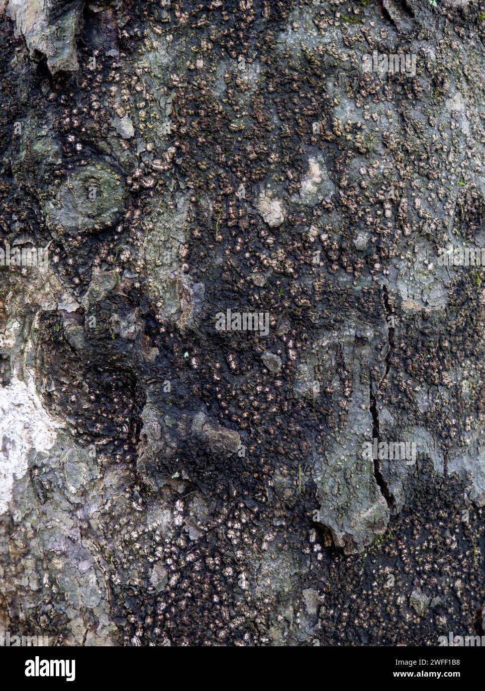 Background from wet tree bark. Dark bark. Uneven natural background ...