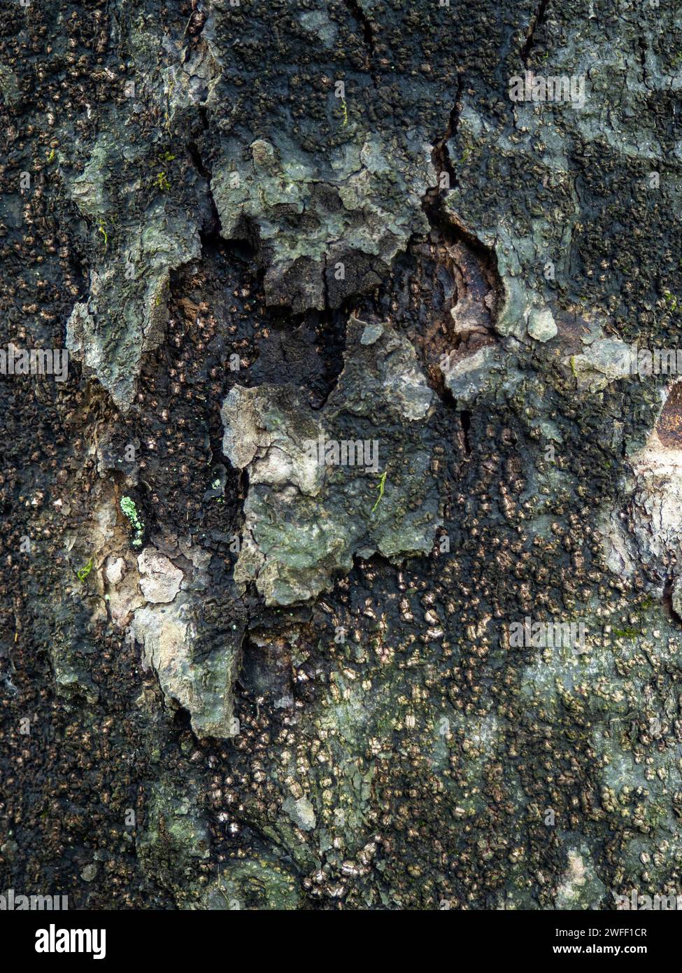 Background from wet tree bark. Dark bark. Uneven natural background ...