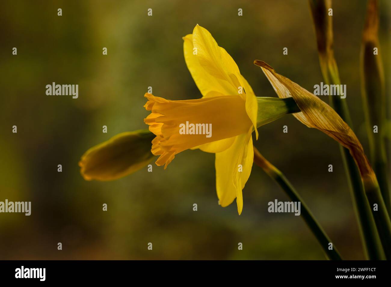 Daffodil flowers in bloom Stock Photo - Alamy