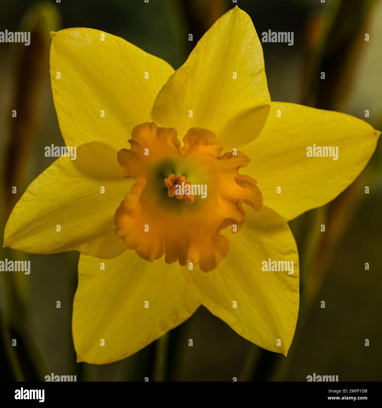 Daffodil flowers in bloom Stock Photo - Alamy