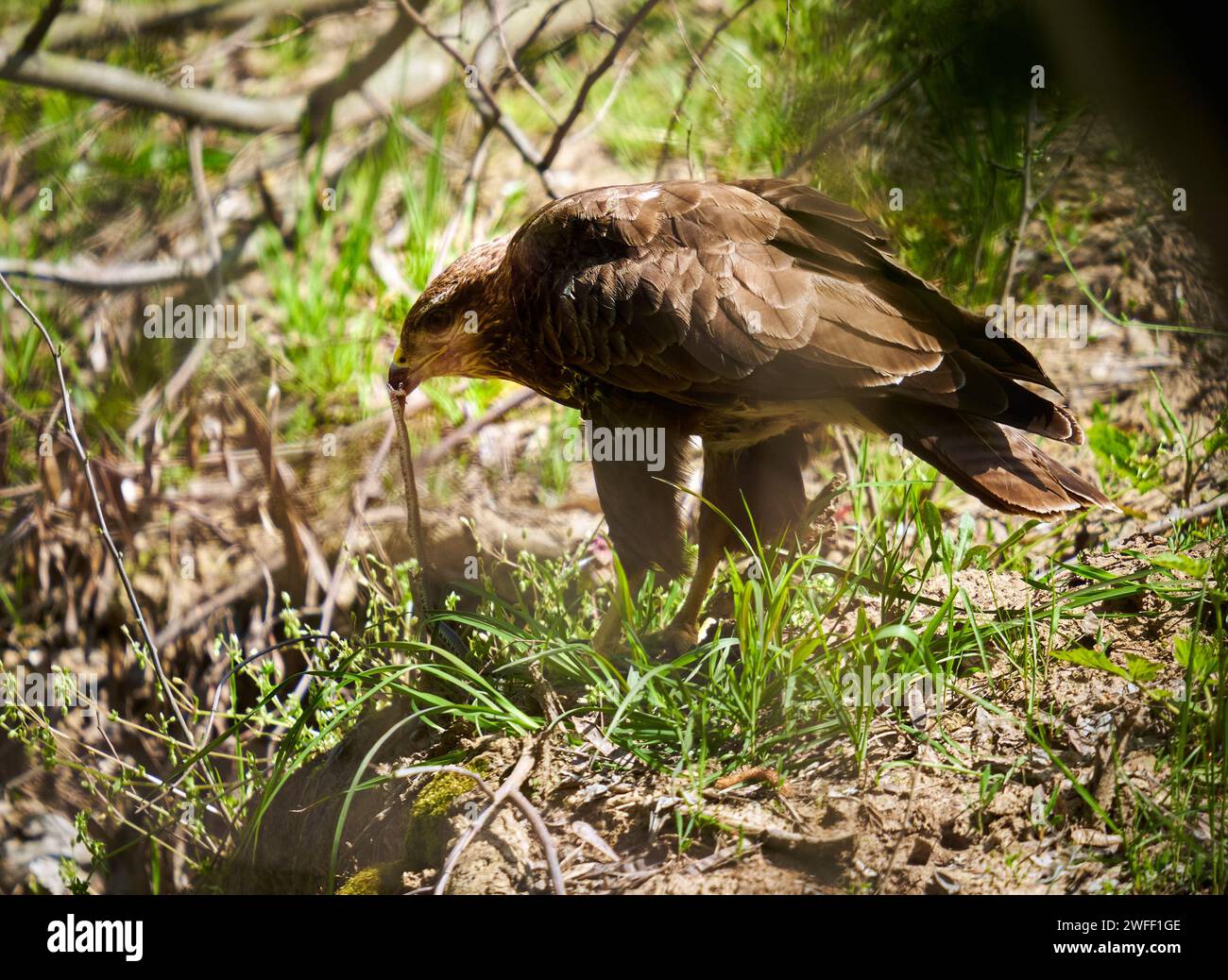 Hawk eating snake hi-res stock photography and images - Alamy