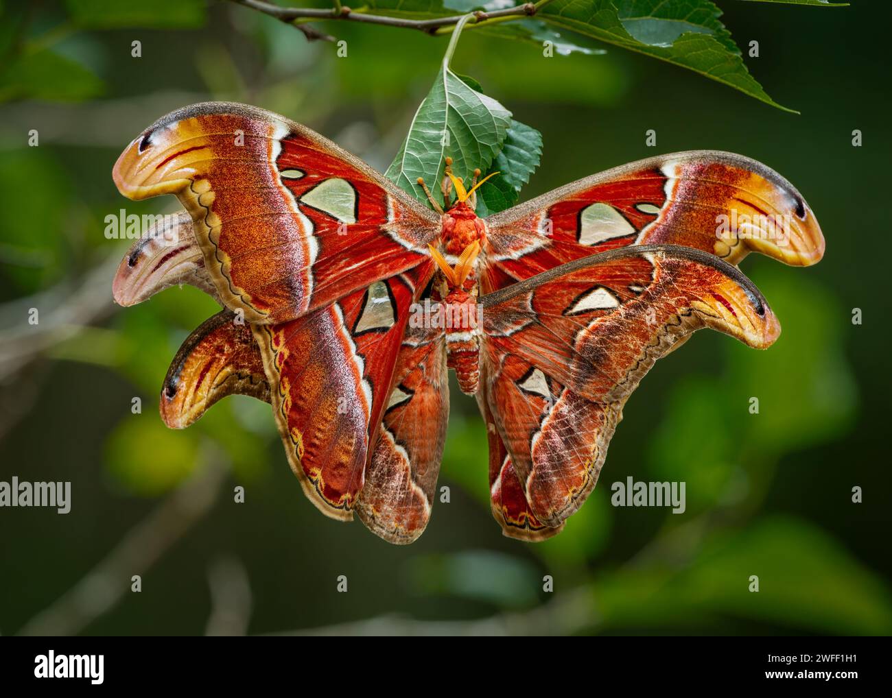 Pair of Atlas moths in Singapore Stock Photo - Alamy Pair of Atlas moths in Singapore Stock Photo - Alamy