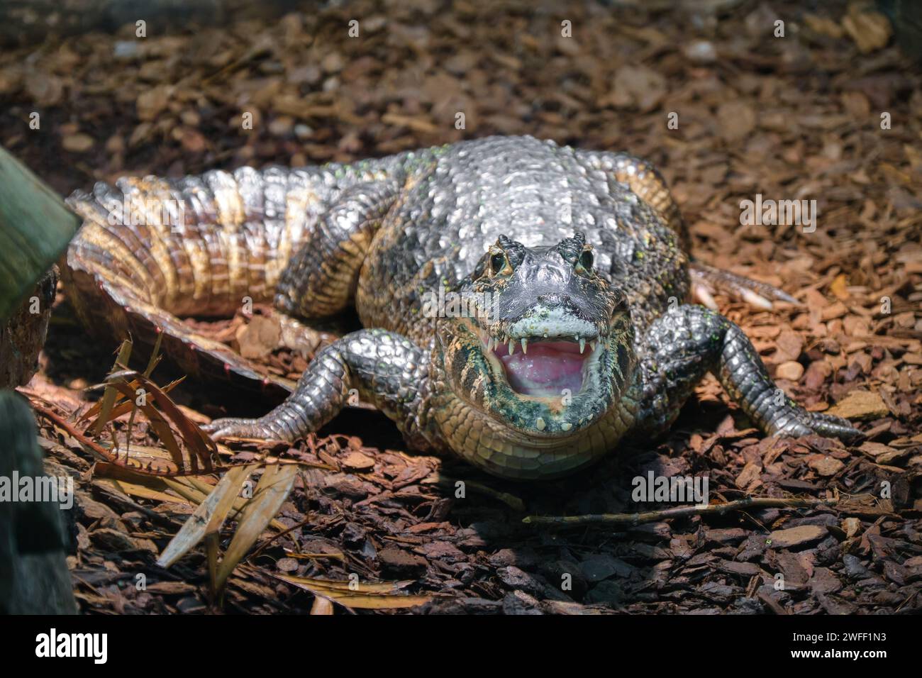 Caiman teeth hi-res stock photography and images - Alamy