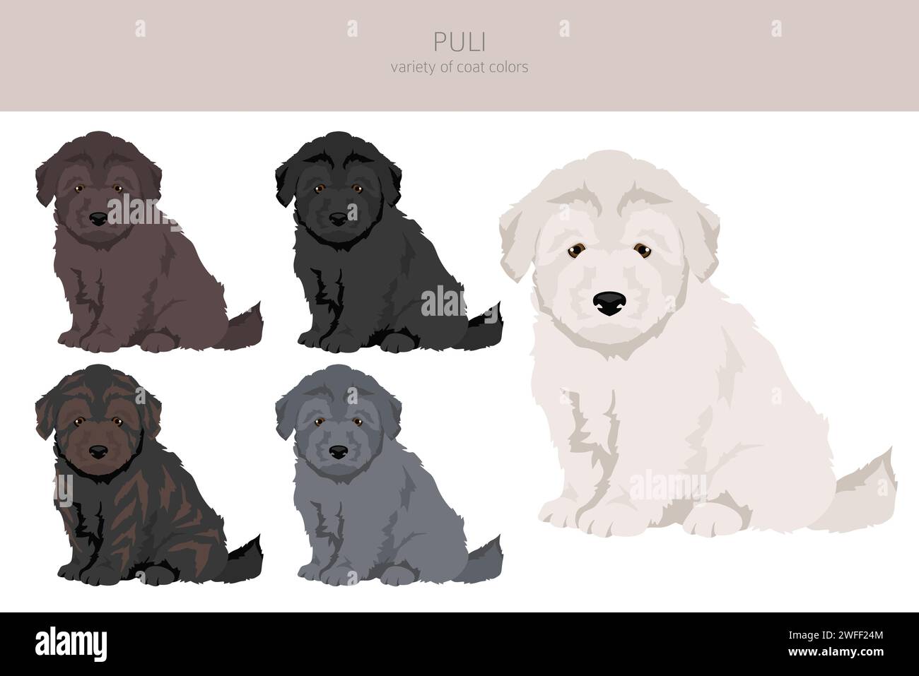 Puli puppies clipart. Different poses, coat colors set. Vector ...