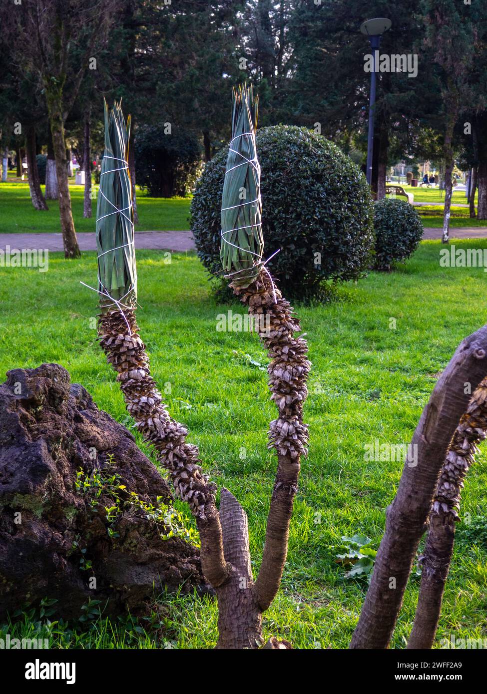 Thin trunk hi-res stock photography and images - Alamy