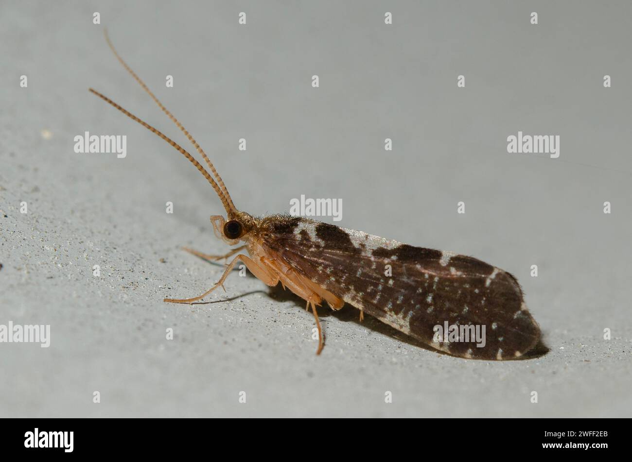 Free living insect hi-res stock photography and images - Alamy