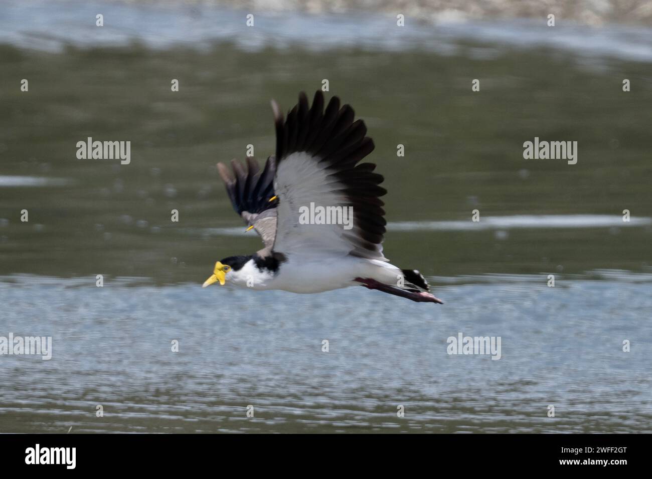 Masked Plover, Vanellus miles, in flight with visible spurs over river ...