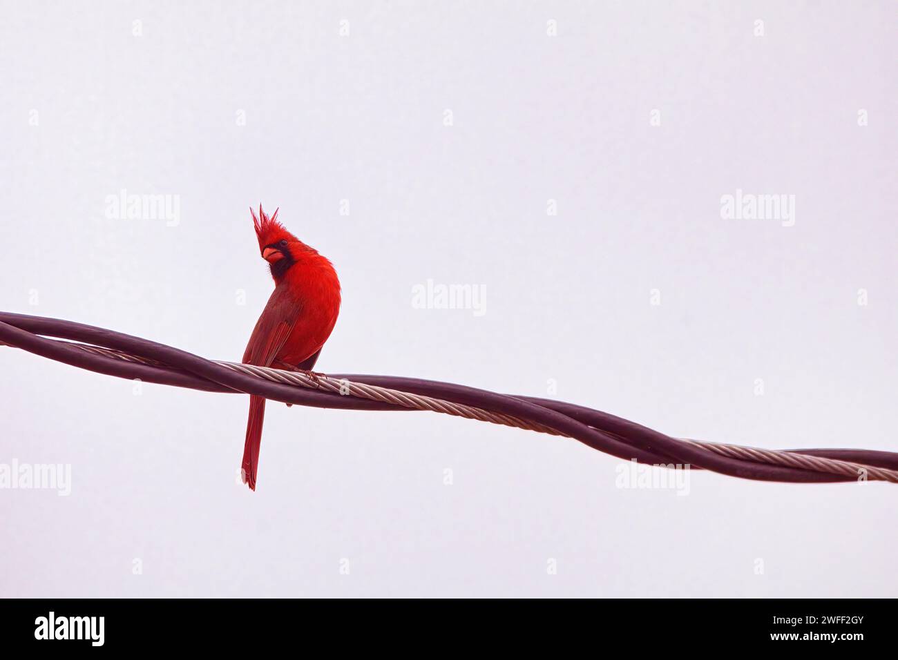Curious and surprised male red cardinal on a telephone wire Stock Photo ...
