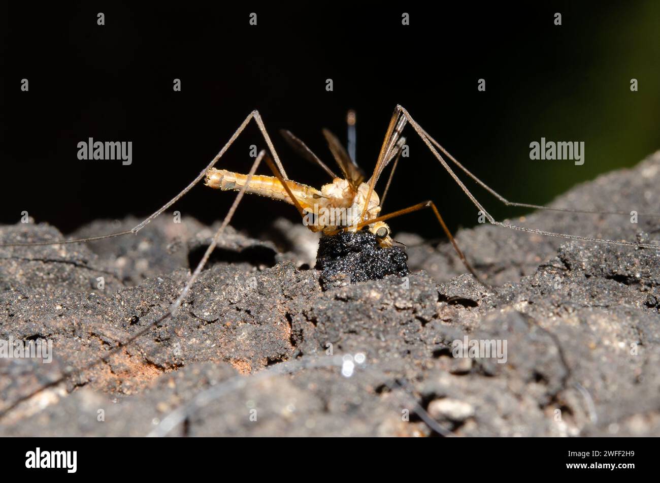 Crane Fly, Tipulidae Family, on sooty Beech Tree, Fagus sp, Nelson ...