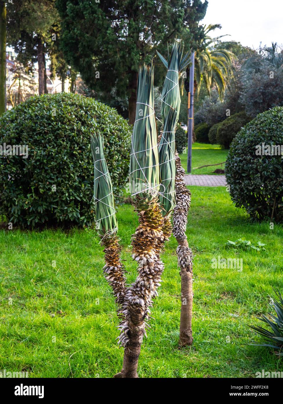 Thin trunk hi-res stock photography and images - Alamy