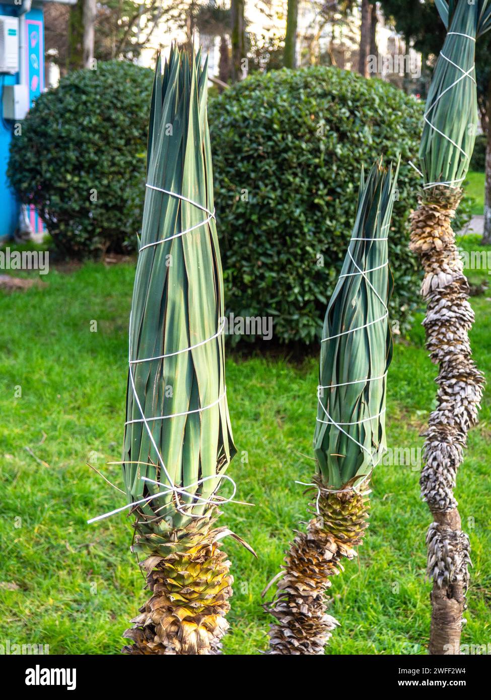 Tied leaves of small palm trees. Thin trunk of a palm tree in the park ...