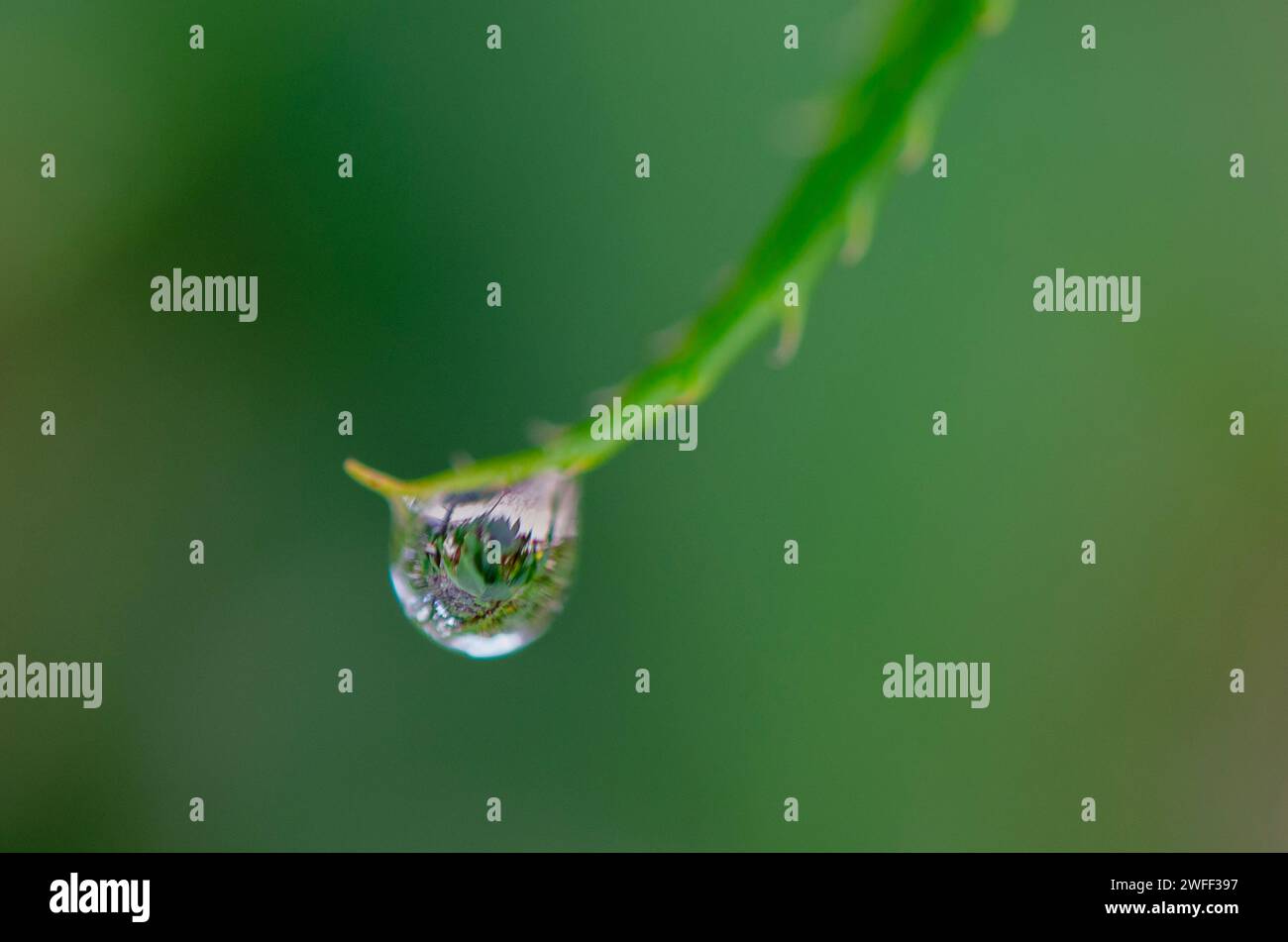 Rain water drops on grass, Nelson, South Island, New Zealand Stock ...