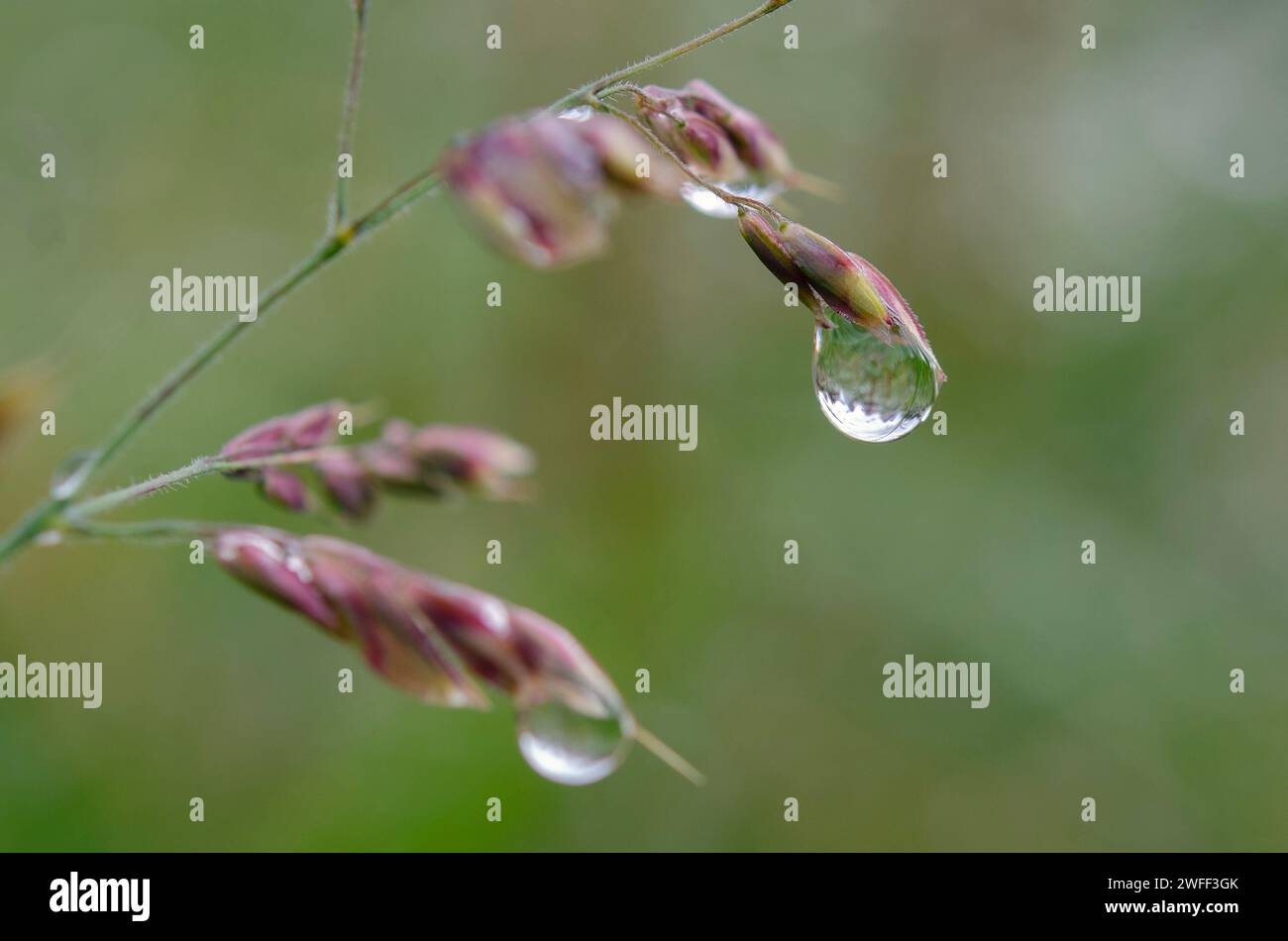 Rain water drops on grass, Nelson, South Island, New Zealand Stock ...