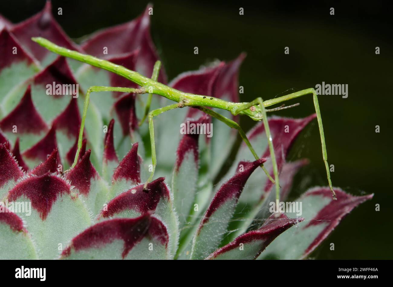 Prickly Stick Insect, Acanthoxyla prasina, on Houseleek, Sempervivum ...