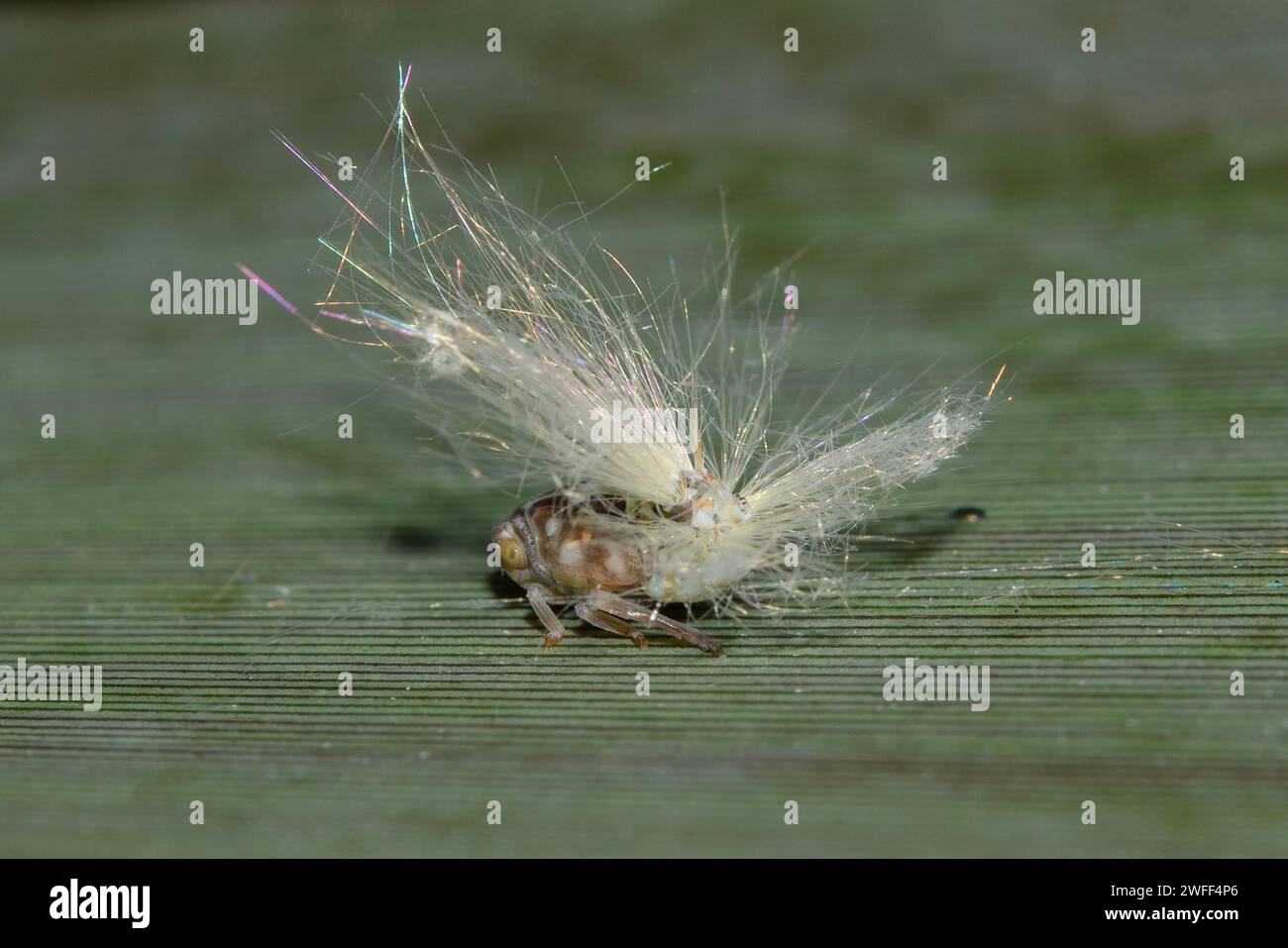 Passionvine Hopper, Scolypopa australis, nymph with waxy extrusions for ...