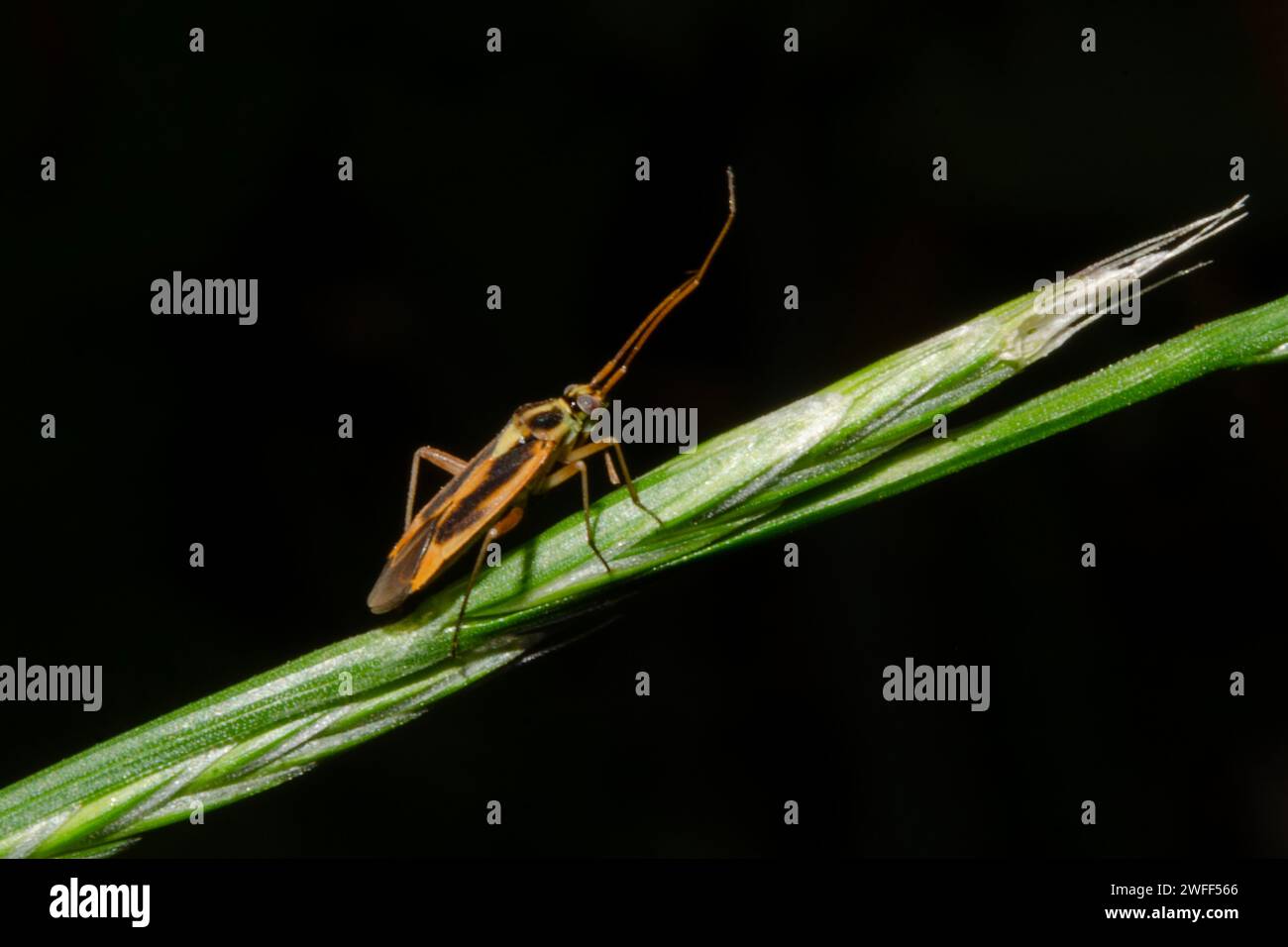 Tmothy Plant Bug, Stenotus binotatus, Nelson, South Island, New Zealand ...