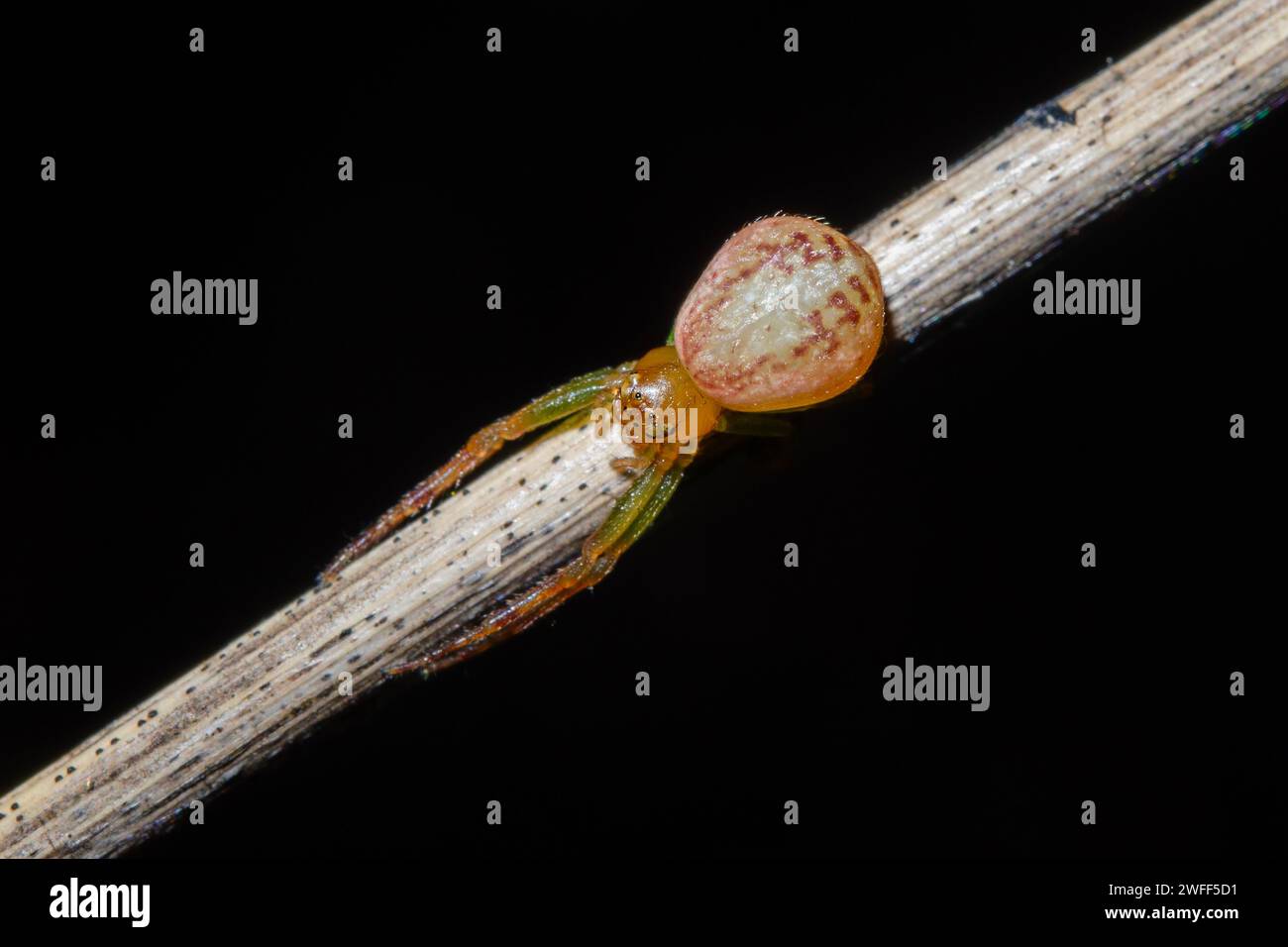 Ambara island hi-res stock photography and images - Alamy