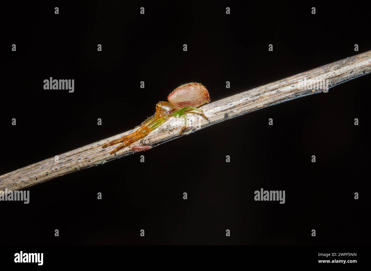 Crab Spider, Diaea ambara, Nelson, South Island, New Zealand Stock ...
