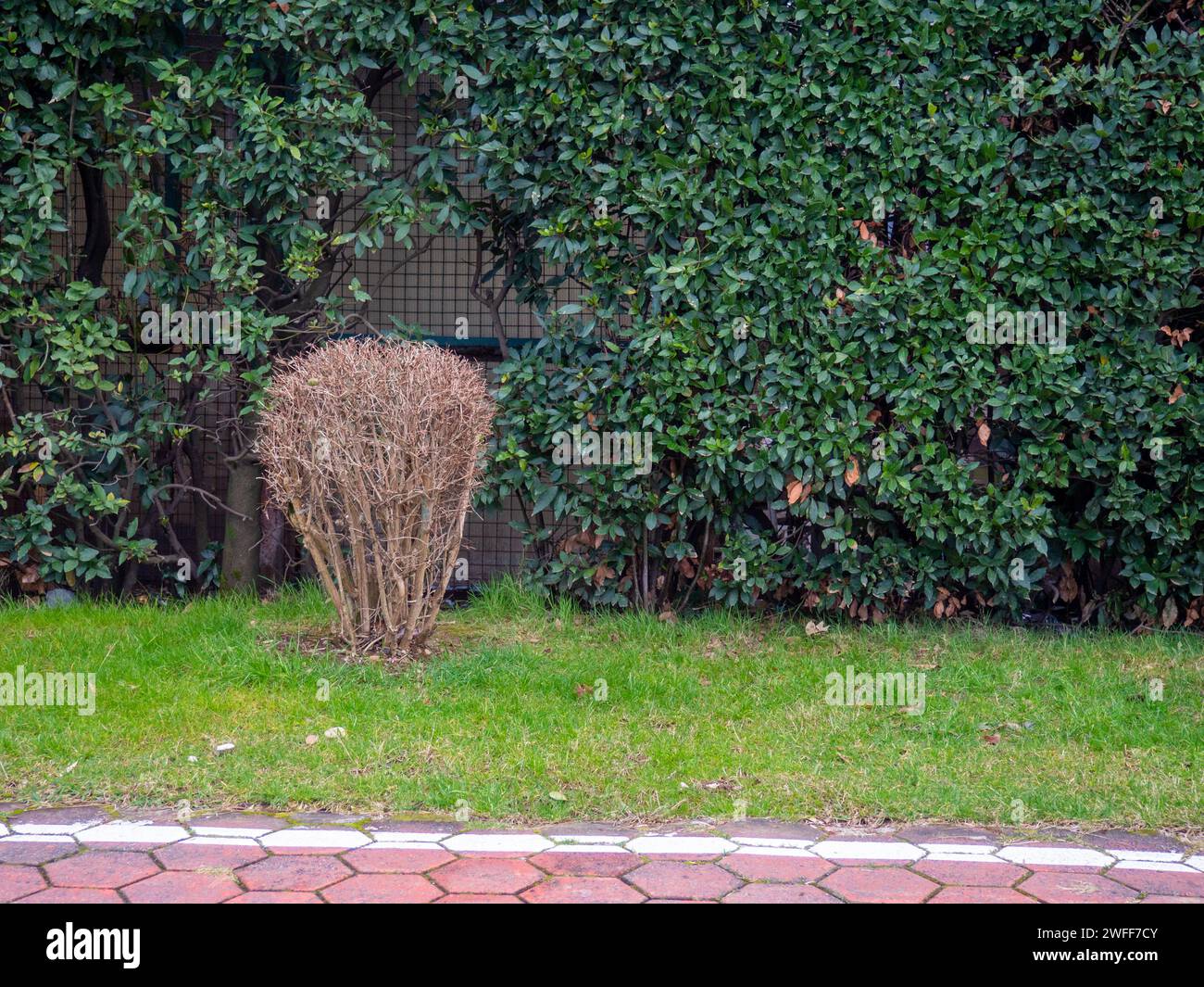 A bush without leaves near a hedge covered in leaves. A corner in the ...