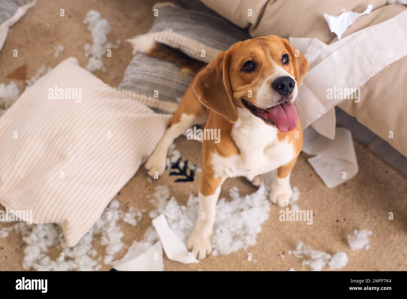Naughty Beagle dog with torn pillows and toilet paper rolls sitting on ...