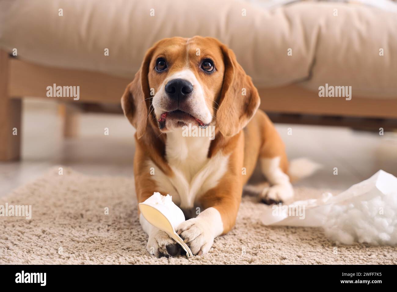 Naughty Beagle dog with torn pillow and paper cup lying on floor in ...