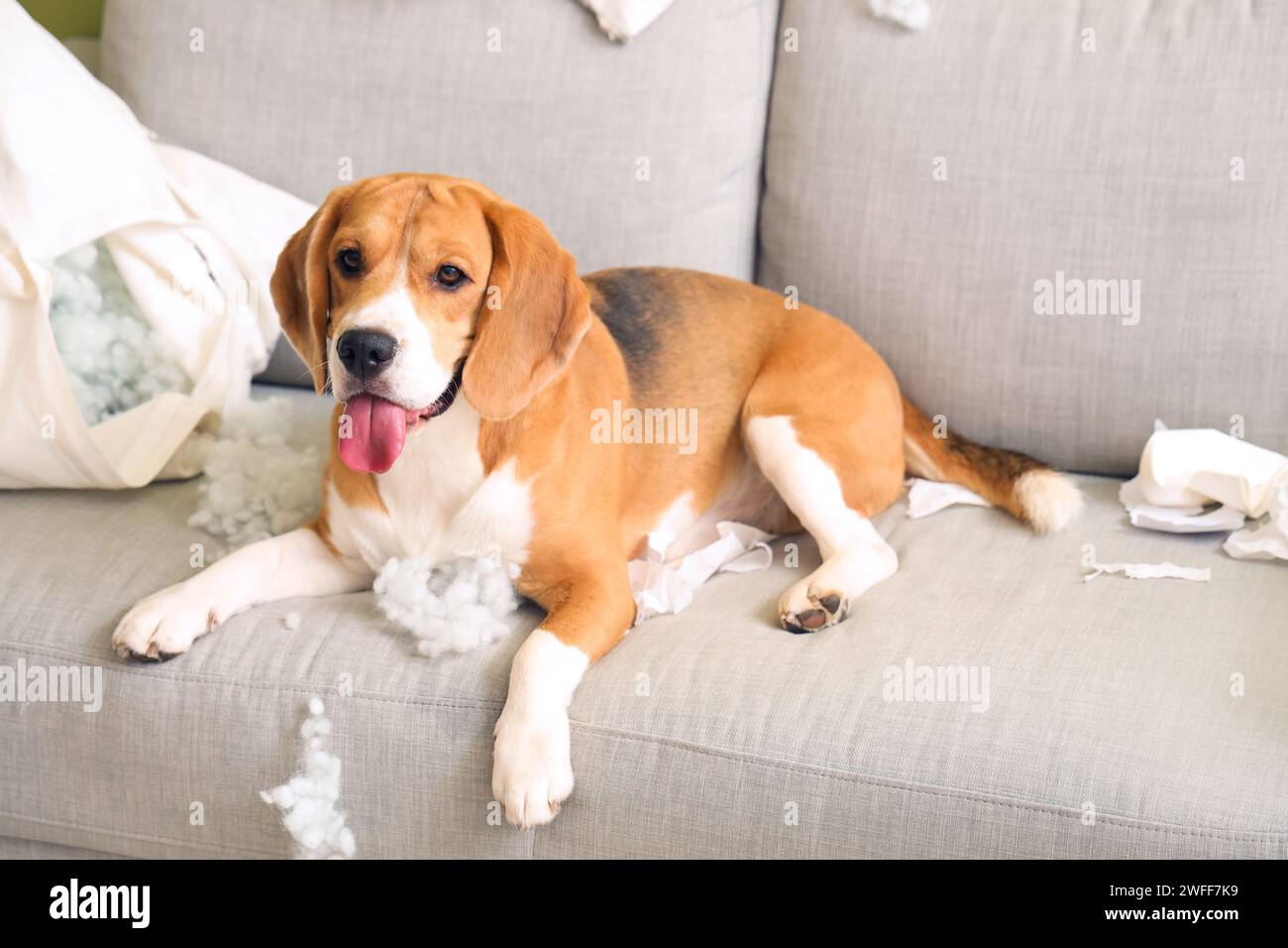 Naughty Beagle dog with torn pillows lying on sofa in messy living room ...