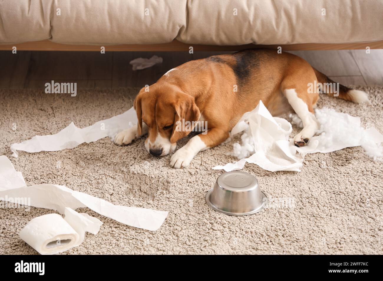 Naughty Beagle dog with torn toilet paper roll and overturned bowl of ...