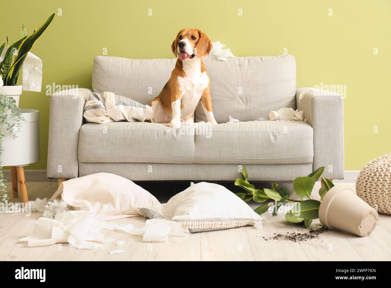 Naughty Beagle dog with torn pillows, toilet paper roll and overturned ...