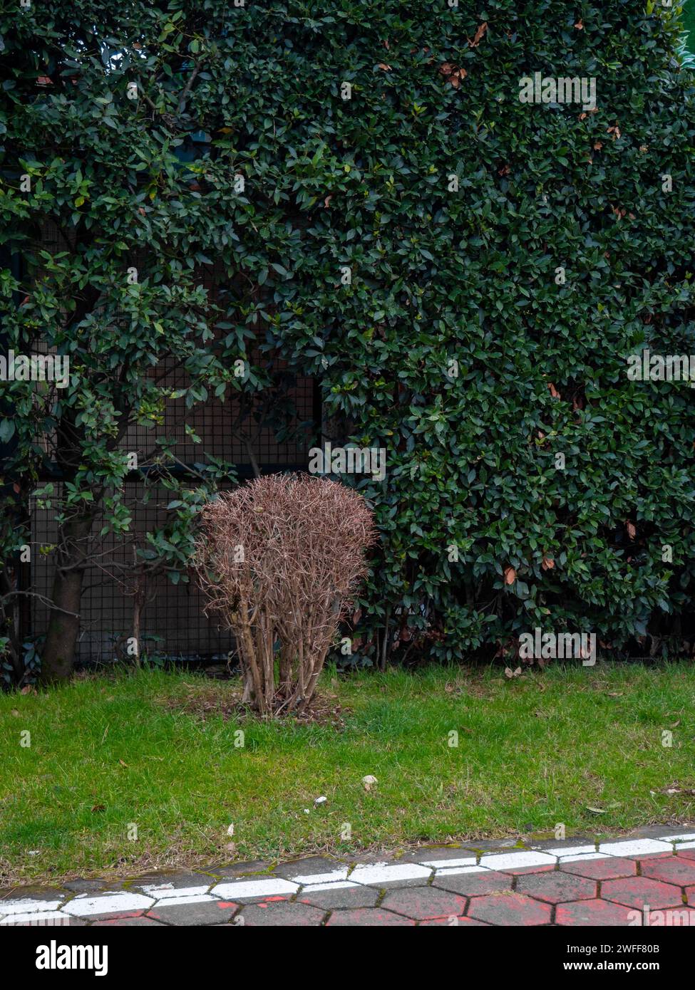A bush without leaves near a hedge covered in leaves. A corner in the ...
