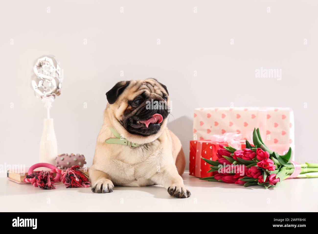 Cute pug dog with tulips, toys and gift boxes on white background ...